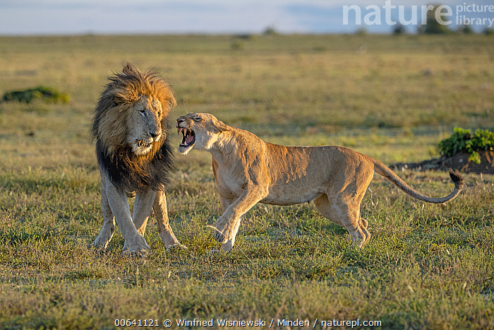 Stock photo of African Lion (Panthera leo) female snarling at male ...