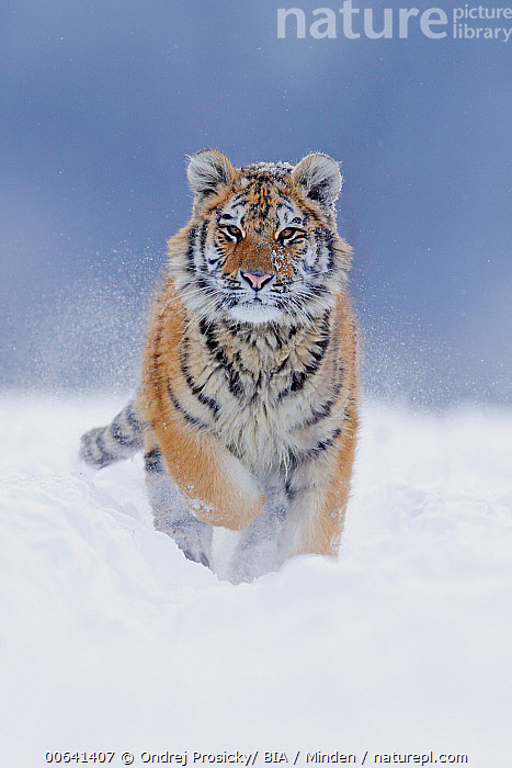 Stock photo of Siberian Tiger (Panthera tigris altaica) juvenile running through snow ...