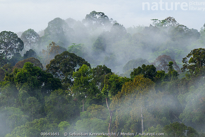 Stock photo of Lowland rainforest shrouded in clouds, Deramakot Forest ...