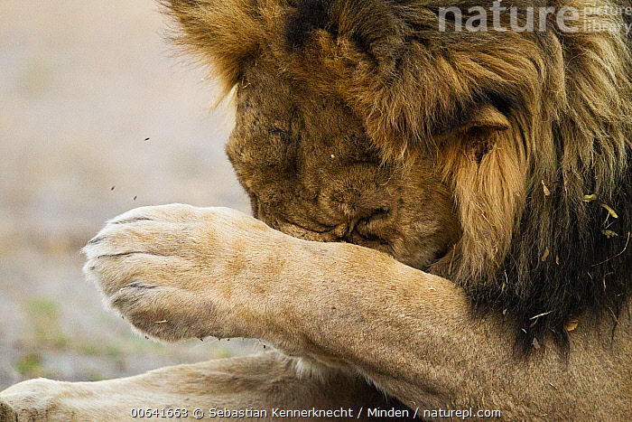 Stock photo of African Lion (Panthera leo) male scratching head, Nkasa ...