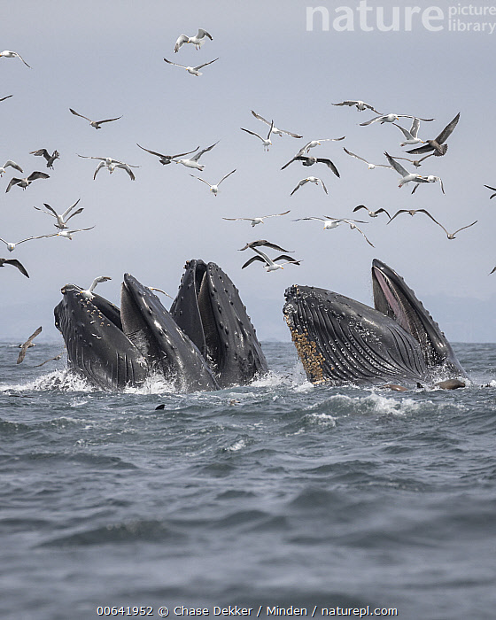 Stock photo of Humpback Whale (Megaptera novaeangliae) pod gulp feeding ...