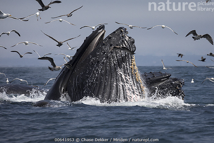 Stock photo of Humpback Whale (Megaptera novaeangliae) pod gulp feeding ...