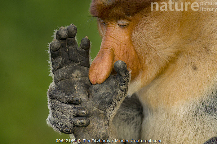 Stock photo of Proboscis Monkey (Nasalis larvatus) male smelling foot ...