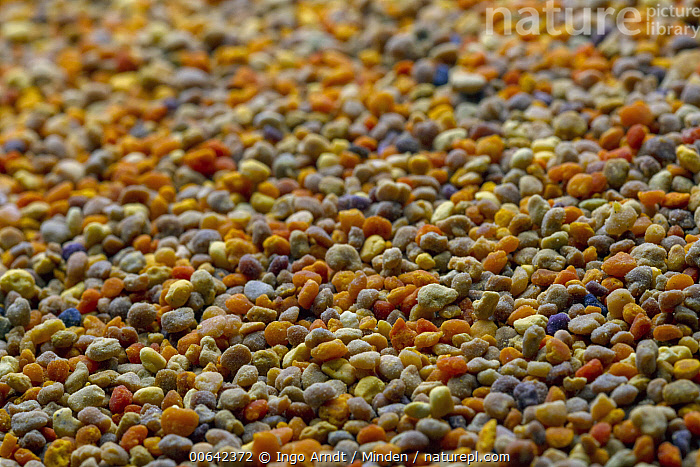 Stock photo of Honey Bee (Apis mellifera) pollen baskets, Germany ...