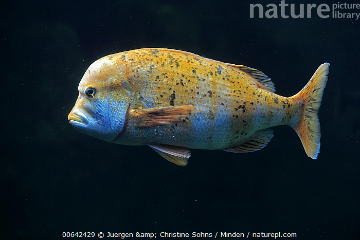 Stock photo of Red Stumpnose (Chrysoblephus gibbiceps), Cape Town ...