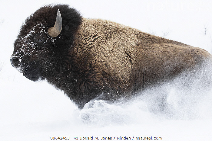 Stock photo of American Bison (Bison bison) running in snow ...