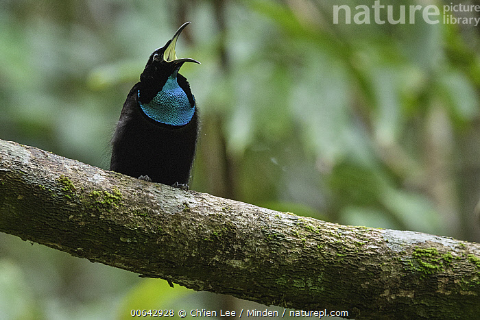 Stock photo of Magnificent Riflebird (Ptiloris magnificus) calling ...