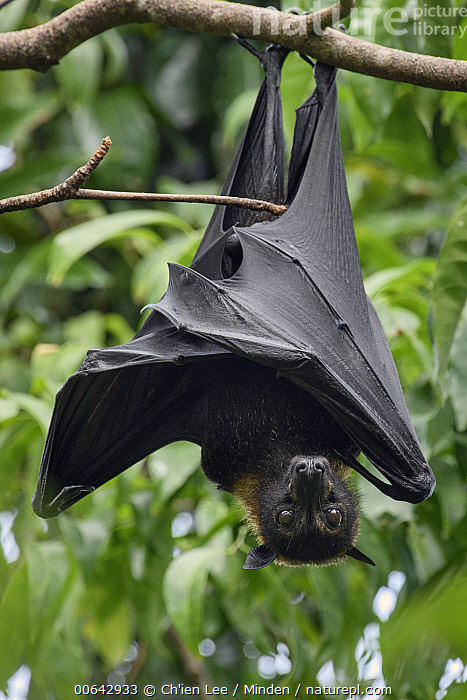 Stock photo of Spectacled Flying Fox (Pteropus conspicillatus) roosting ...