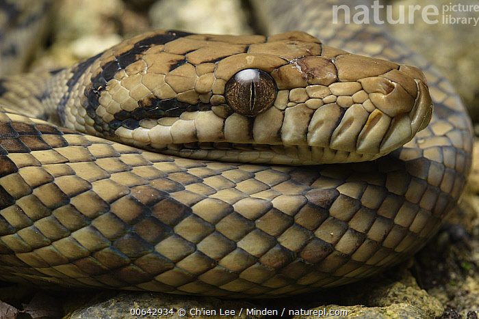 Stock photo of Amethythine Scrub Python (Morelia amethistina), Waigeo ...