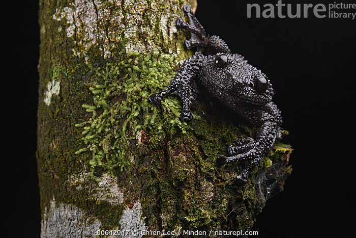 Stock photo of Ryabov's Bug-eyed Frog (Theloderma ryabovi) female ...