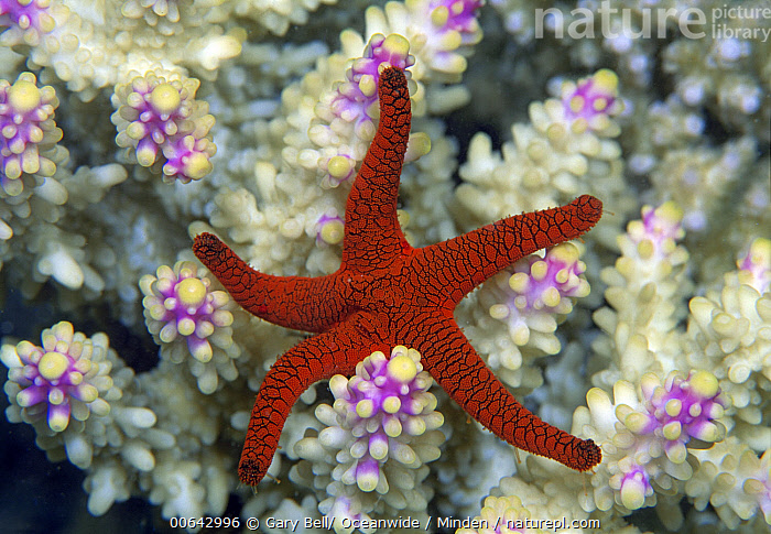 Stock photo of Indian Sea Star (Fromia indica), Great Barrier Reef ...