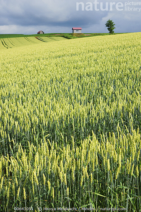 Stock photo of Wheat (Triticum sp) field, Biei, Hokkaido, Japan ...