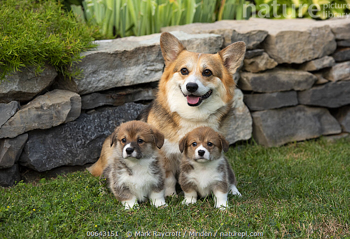 Stock photo of Pembroke Welsh Corgi (Canis familiaris) and puppies ...