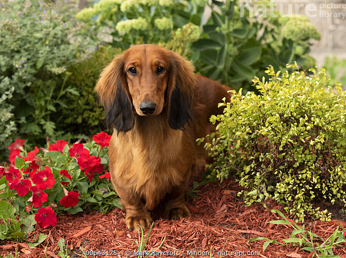 Stock photo of Standard Long-haired Dachshund (Canis familiaris), North ...