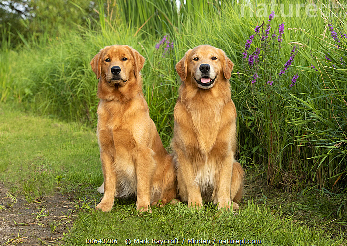 Stock photo of Golden Retriever (Canis familiaris) pair, North America ...