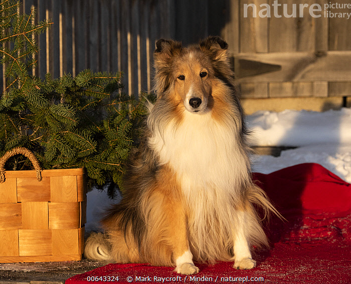 Stock photo of Shetland Sheepdog (Canis familiaris) in winter, North ...
