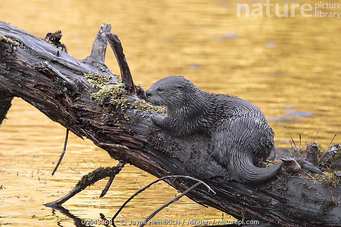 Stock photo of North American River Otter (Lontra canadensis), Newport ...