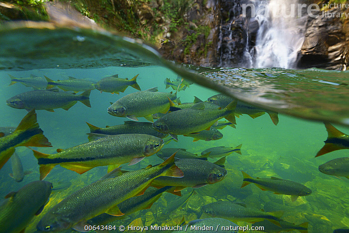 Stock photo of Fish (Brycon microlepis) group, Pantanal, Brazil ...