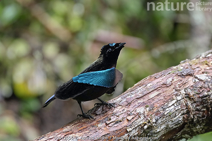 Superb Bird Of Paradise Superb Bird Of Paradise, Lophorina Superba Our