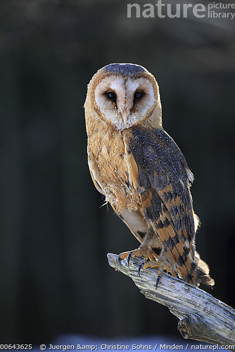Stock photo of Barn Owl (Tyto alba) in winter, Bohemian-Moravian ...