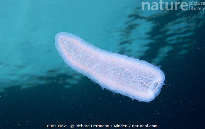 Stock photo of Pyrosome (Pyrosoma atlanticum) salp, Catalina Island ...