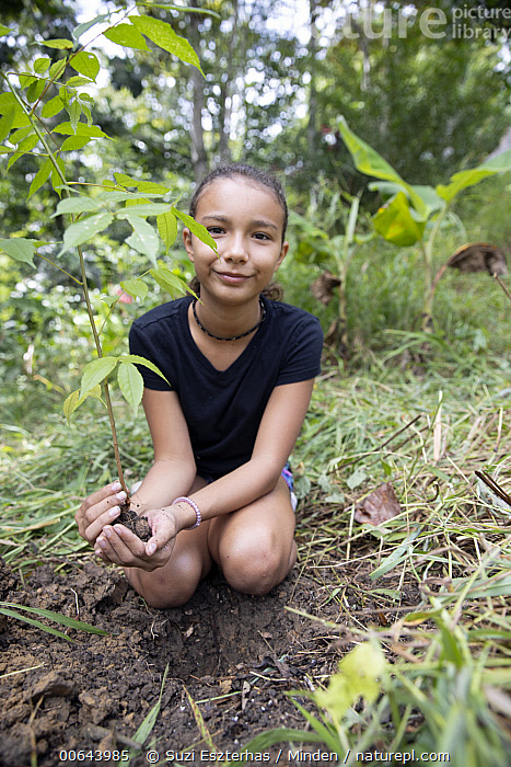 Stock photo of Yellow Mombin (Spondias mombin) seedling planted by ...