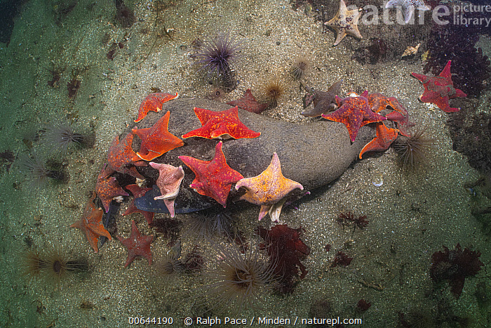 Stock photo of Bat Star (Asterina miniata) group scavenging on ...