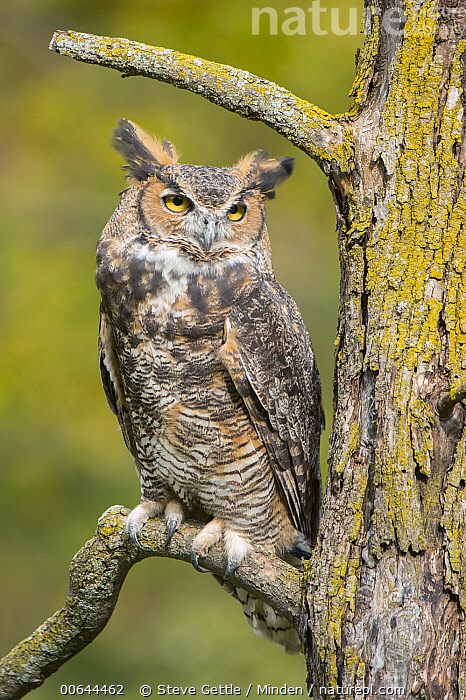 Stock photo of Great Horned Owl (Bubo virginianus), Howell Nature ...