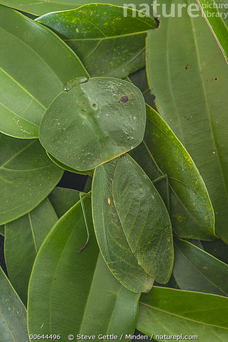 Stock photo of Peruvian Shield Mantis (Choeradodis rhombicollis ...