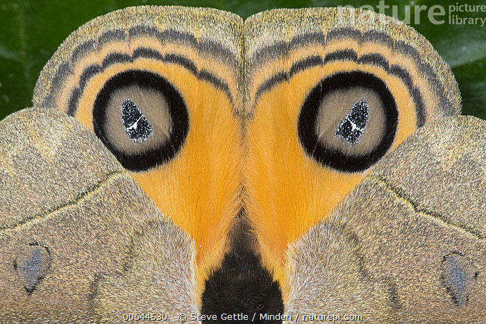 Stock photo of Moth (Automeris sp) eye spots, Tandayapa Valley, Ecuador ...