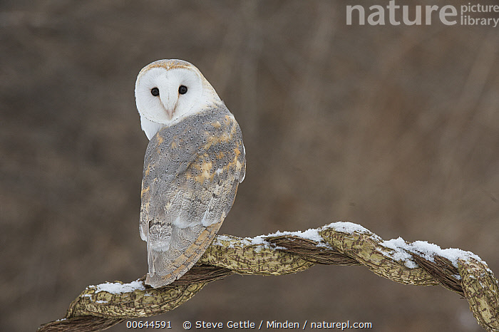 Stock photo of Barn Owl (Tyto alba), Howell Nature Center, Michigan ...