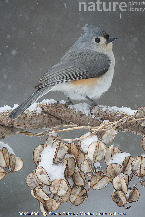 Stock photo of Tufted Titmouse (Baeolophus bicolor) in winter, Brighton ...