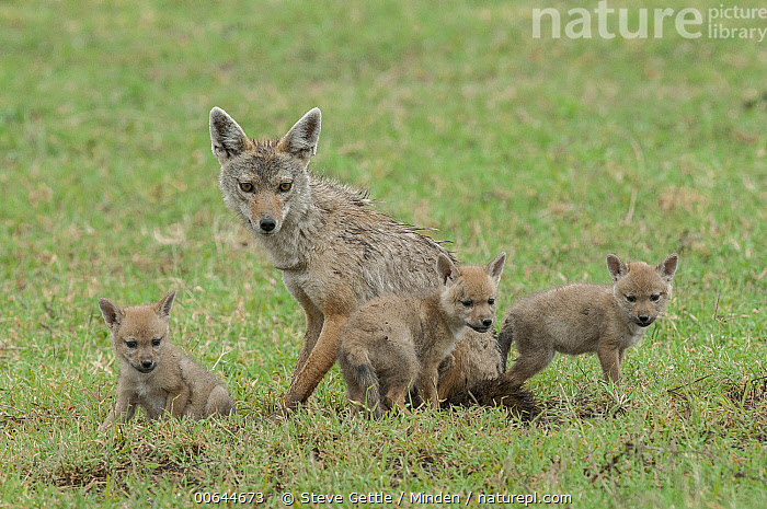 Stock photo of African wolf (Canis lupaster) parent with pups ...