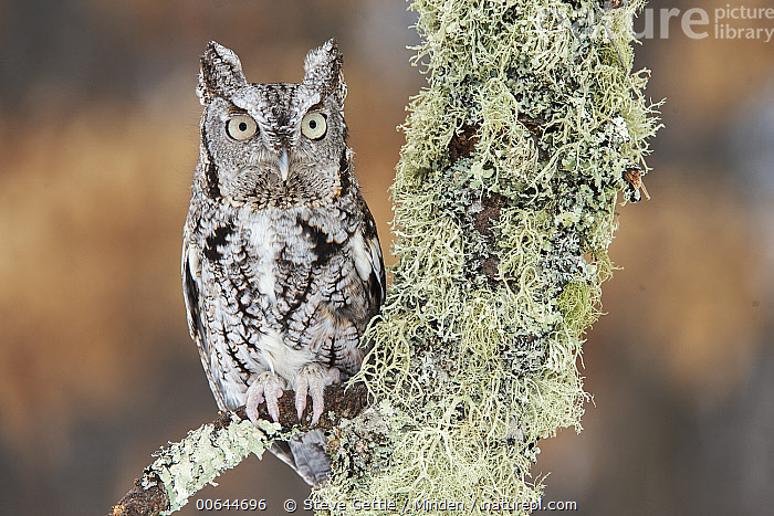 Stock photo of Eastern Screech Owl (Megascops asio), Howell Nature ...