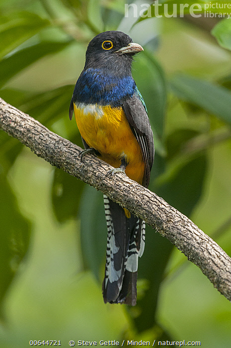 Stock photo of Gartered Trogon (Trogon caligatus), Costa Rica ...