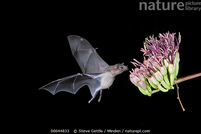 Stock photo of Lesser Long-nosed Bat (Leptonycteris yerbabuenae ...
