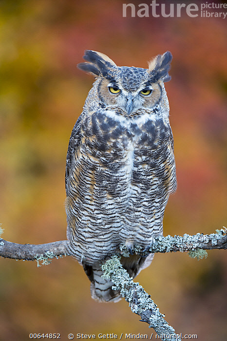 Stock photo of Great Horned Owl (Bubo virginianus), Howell Nature ...