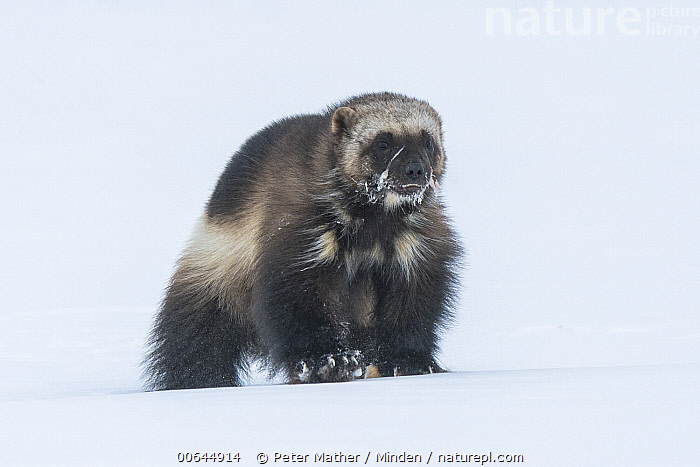Stock photo of Wolverine (Gulo gulo) in snow, North Slope, Alaska ...