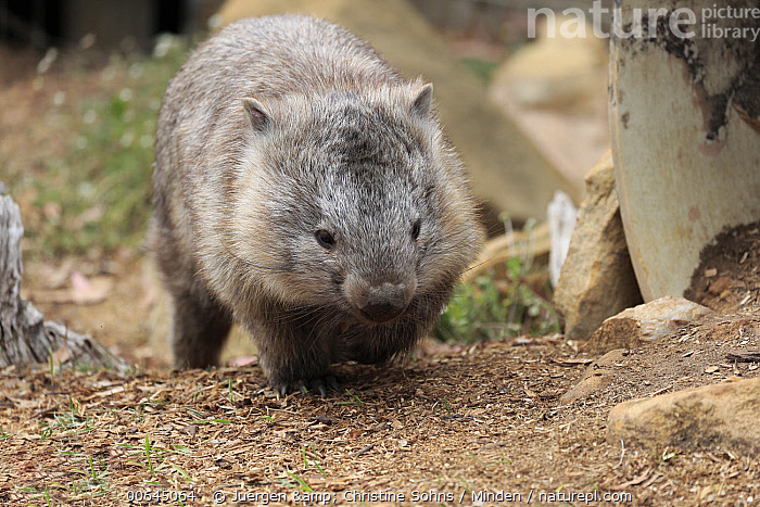 Stock photo of Common Wombat (Vombatus ursinus), Kangaroo Island, South ...
