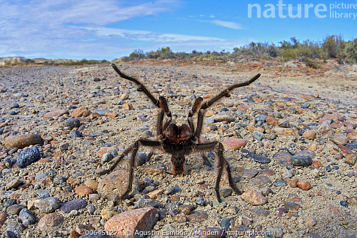Stock photo of Tarantula (Grammostola doeringi) in defensive posture ...