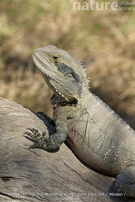 Stock photo of Eastern Water Dragon (Physignathus lesueurii ...