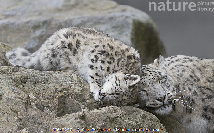 Stock photo of Snow Leopard (Panthera uncia) mother and three-month-old ...