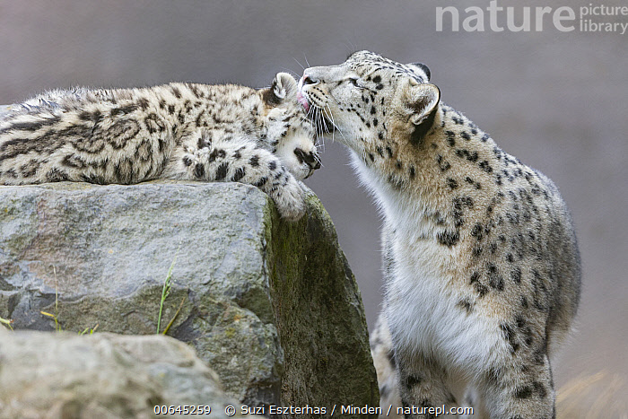 Stock photo of Snow Leopard (Panthera uncia) mother grooming three ...