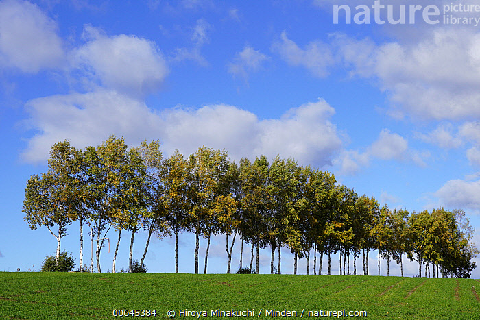 Stock photo of Asian White Birch (Betula platyphylla) trees, Hokkaido ...