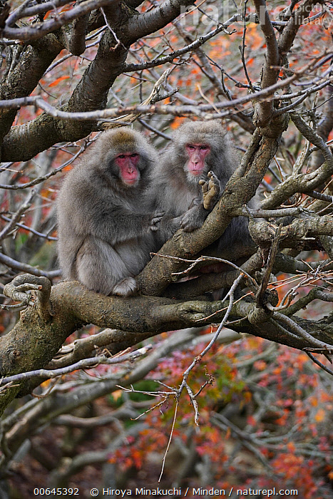 Stock photo of Japanese Macaque (Macaca fuscata) pair in autumn, Kyoto ...