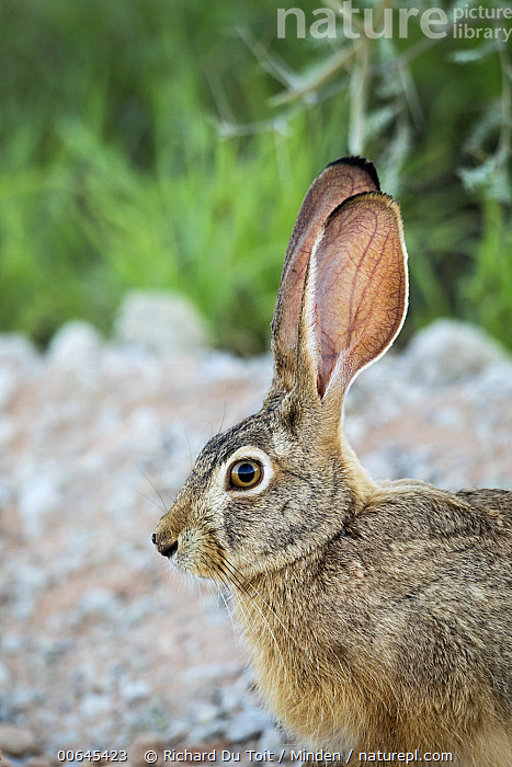 Stock photo of Scrub Hare (Lepus saxatilis), Kgalagadi Transfrontier ...
