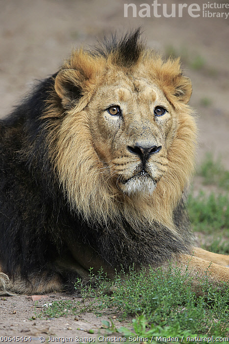 Stock photo of Asiatic Lion (Panthera leo persica) male, native to Asia ...