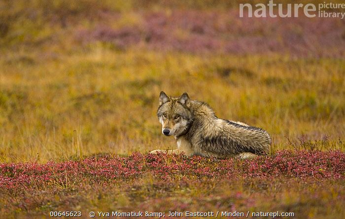 Stock photo of Gray Wolf (Canis lupus), Denali National Park, Alaska ...