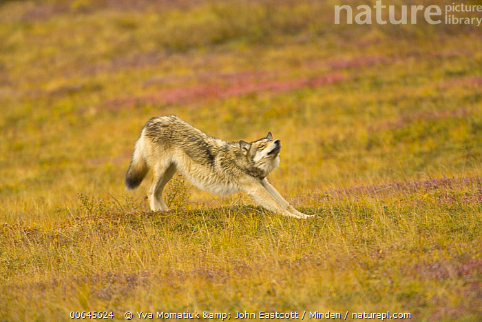 Stock photo of Gray Wolf (Canis lupus) stretching, Denali National Park ...