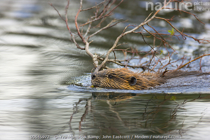 Stock photo of American Beaver (Castor canadensis) sub-adult dragging ...